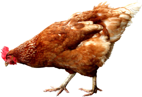 Pollos | Grupo Don Julio