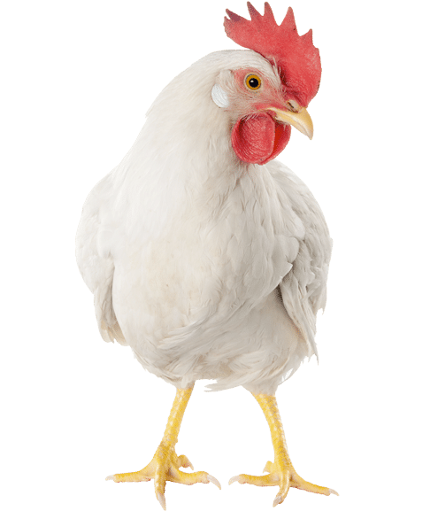 Pollos | Grupo Don Julio